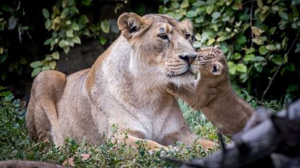 Jerusalem’s Biblical Zoo Welcomes New Lion Cub - Israel Today