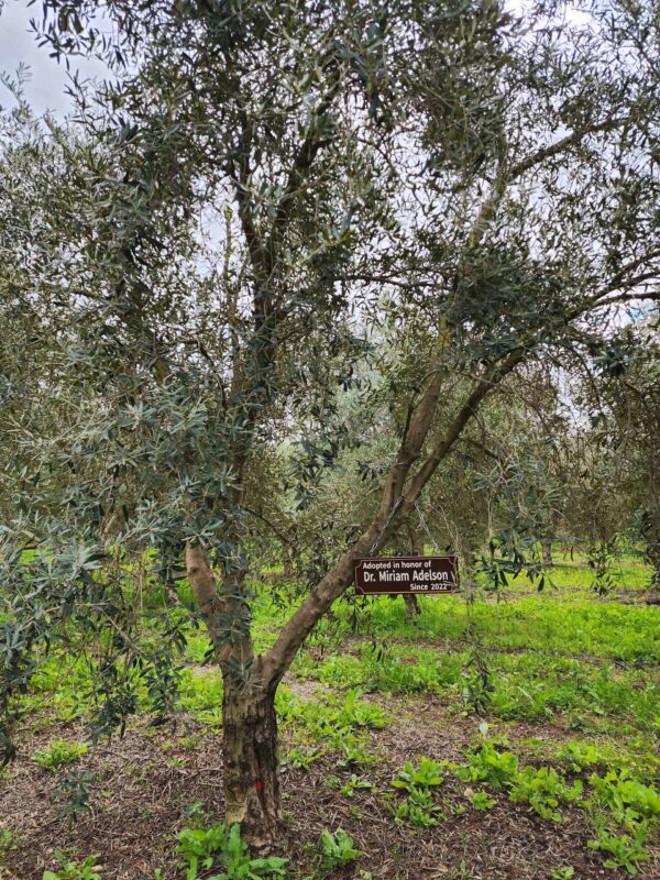 Fruit of the field: Adopting olive trees in Israel - Israel Today