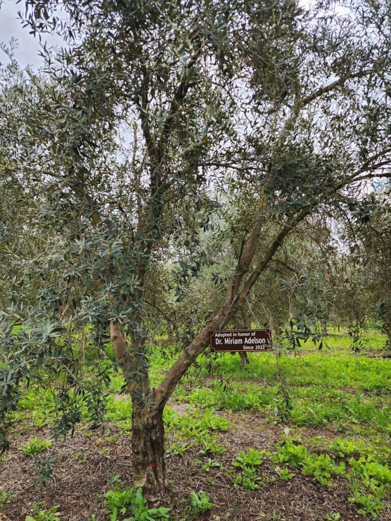 Fruit of the field: Adopting olive trees in Israel - Israel Today