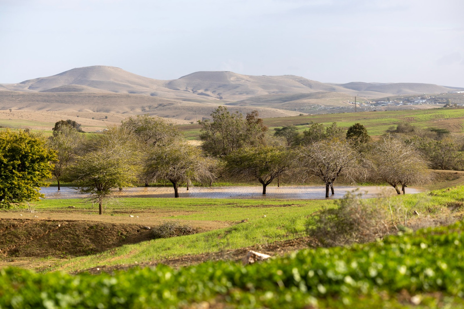 Heavy rainfall turns Negev green following years of war - Israel Today